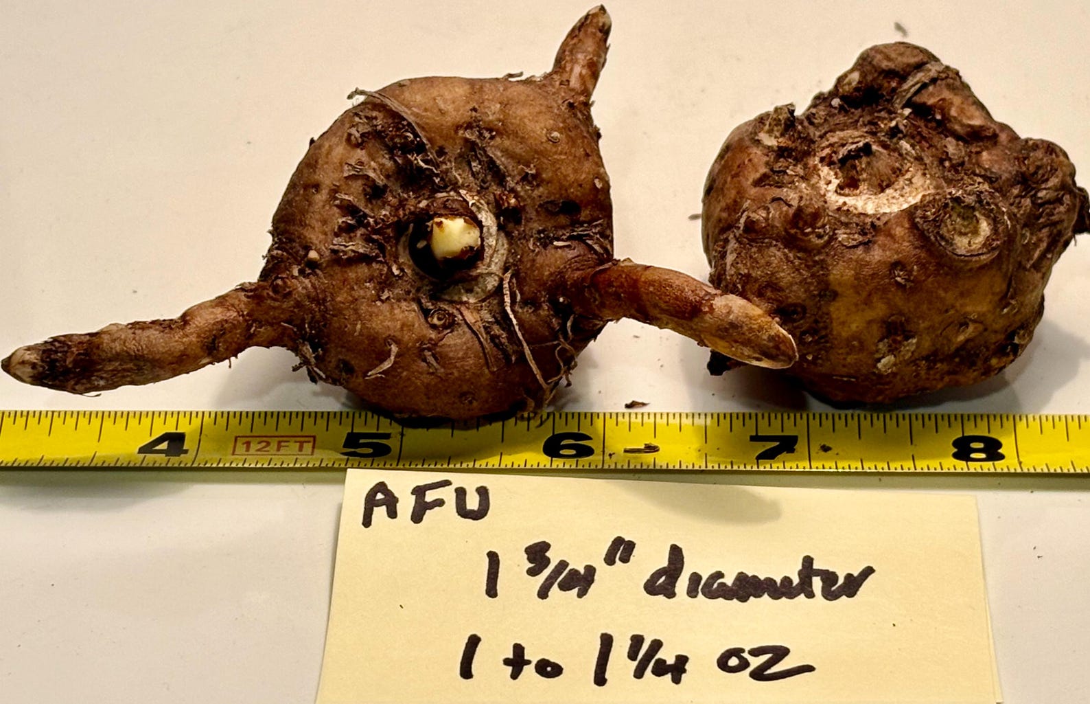 RARE AMORPHOPHALLUS FUSCUS, Brown Voodoo Lily, 1 Bulb, 3/4” to 1 3/4 ...