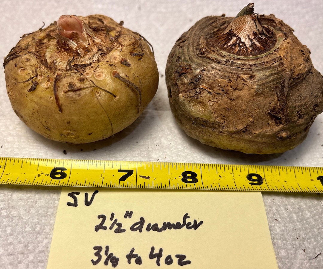 2 Sauromatum Venosum Voodoo Lily Bulbs 14 Oz To 4 Oz 1 18 To 2