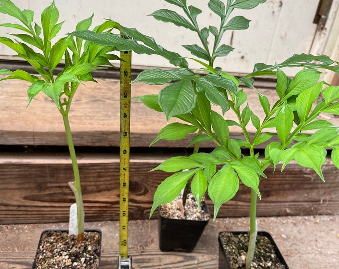 LIVE AMORPHOPHALLUS ALBUS Plants (dwarf White Voodoo Lily) Sale Price ...