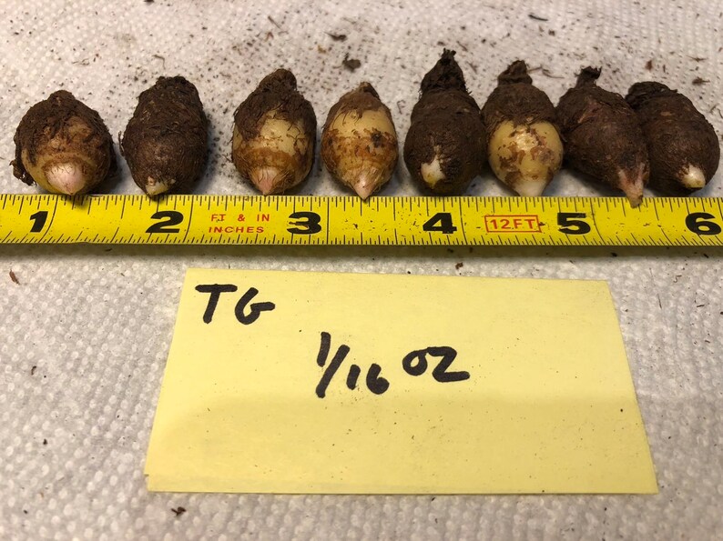 TYPHONIUM SAUROMATUM GIGANTEUM giant Voodoo Lily Bulbs - Etsy