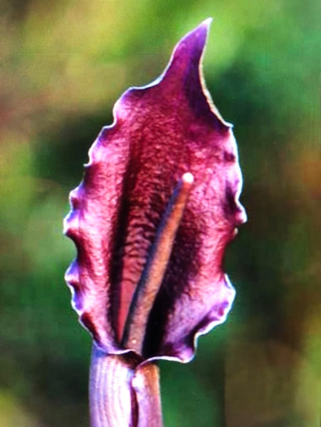 TYPHONIUM (SAUROMATUM) GIGANTEUM -giant Voodoo Lily Bulbs ...