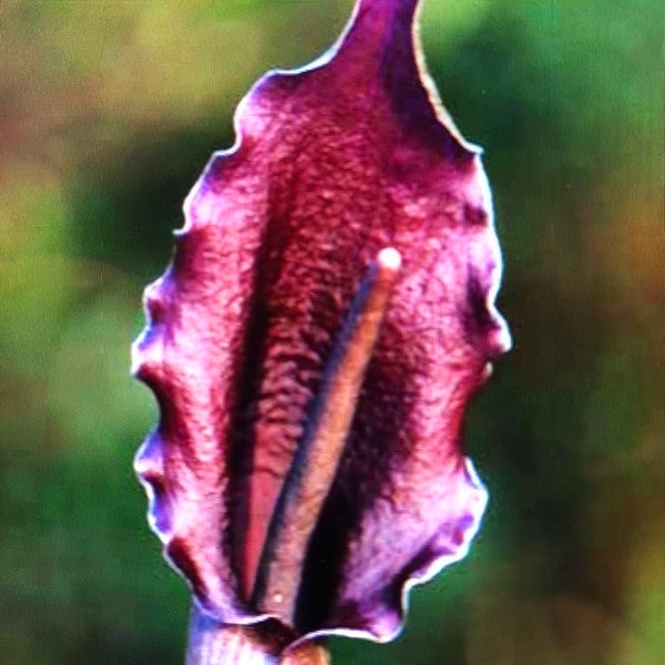 Voodoo Lily Bulb - Etsy