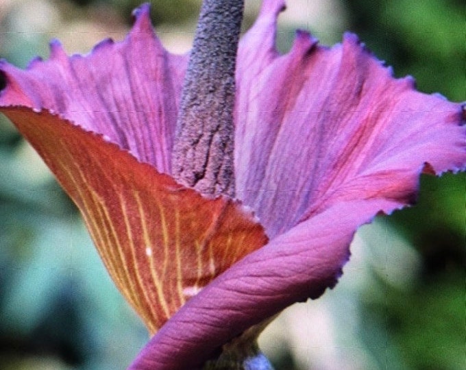 Rare AMORPHOPHALLUS RICHARDSIAE X IMPRESSUS Hybrid Voodoo Lily Bulb, 1/ ...