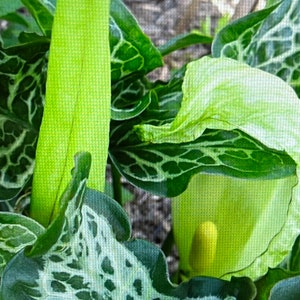 20 ARUM ITALICUM -fresh Seed (italian Arum, Lords and Ladies ...