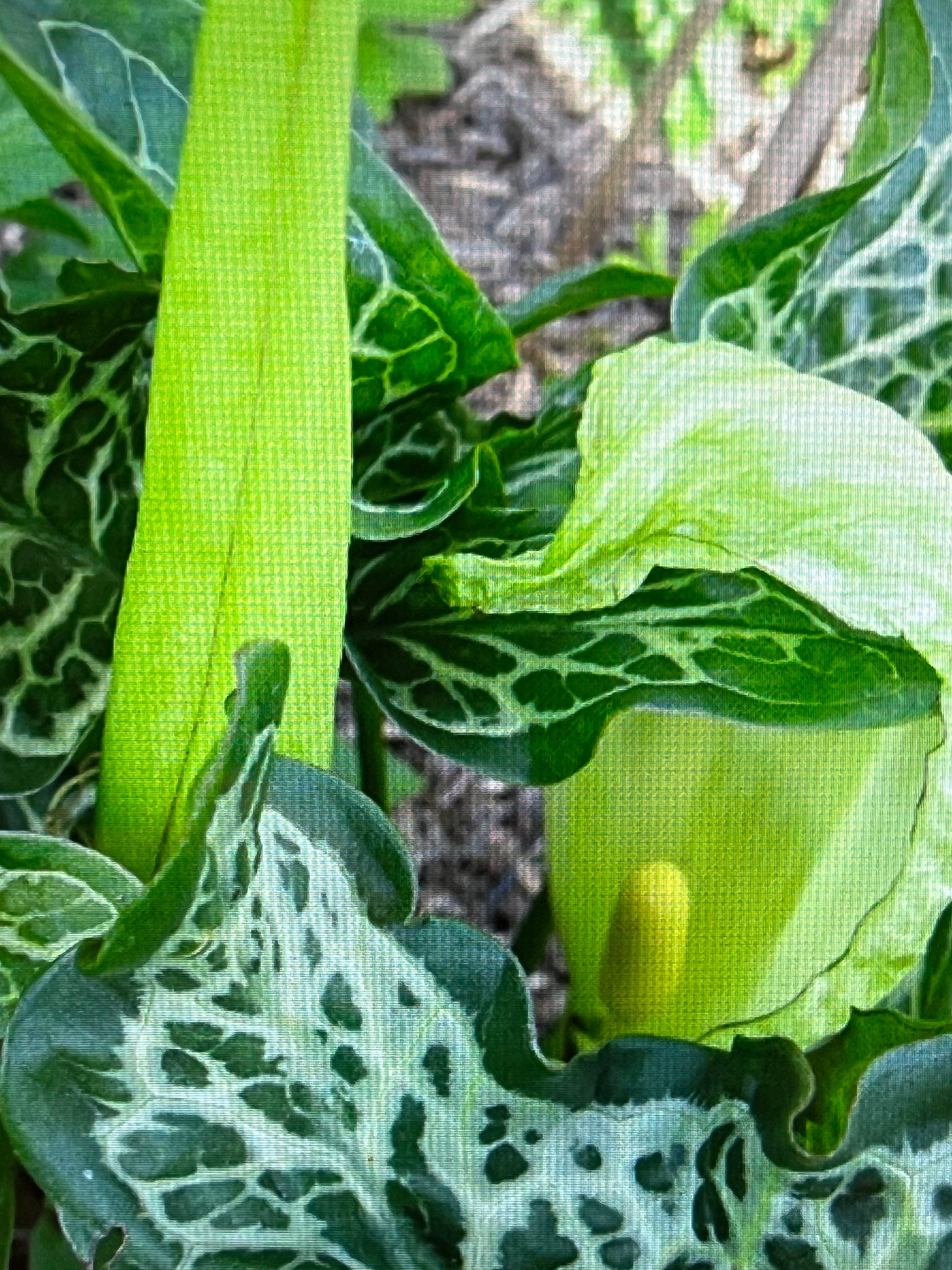 20 ARUM ITALICUM -fresh Seed (italian Arum, Lords and Ladies ...