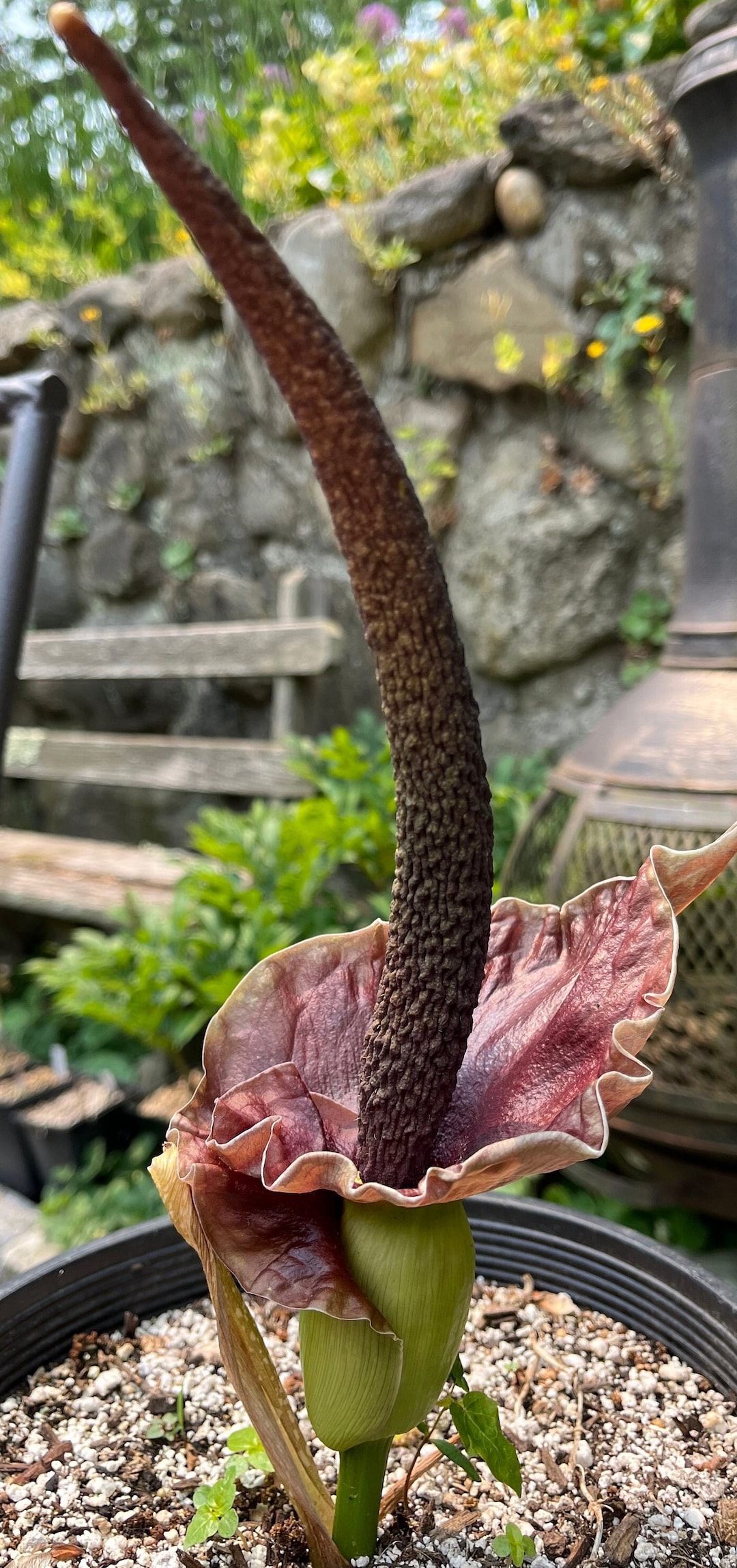 AMORPHOPHALLUS HENRYI -henry's Love Lily -voodoo Lily -1 Medium to ...