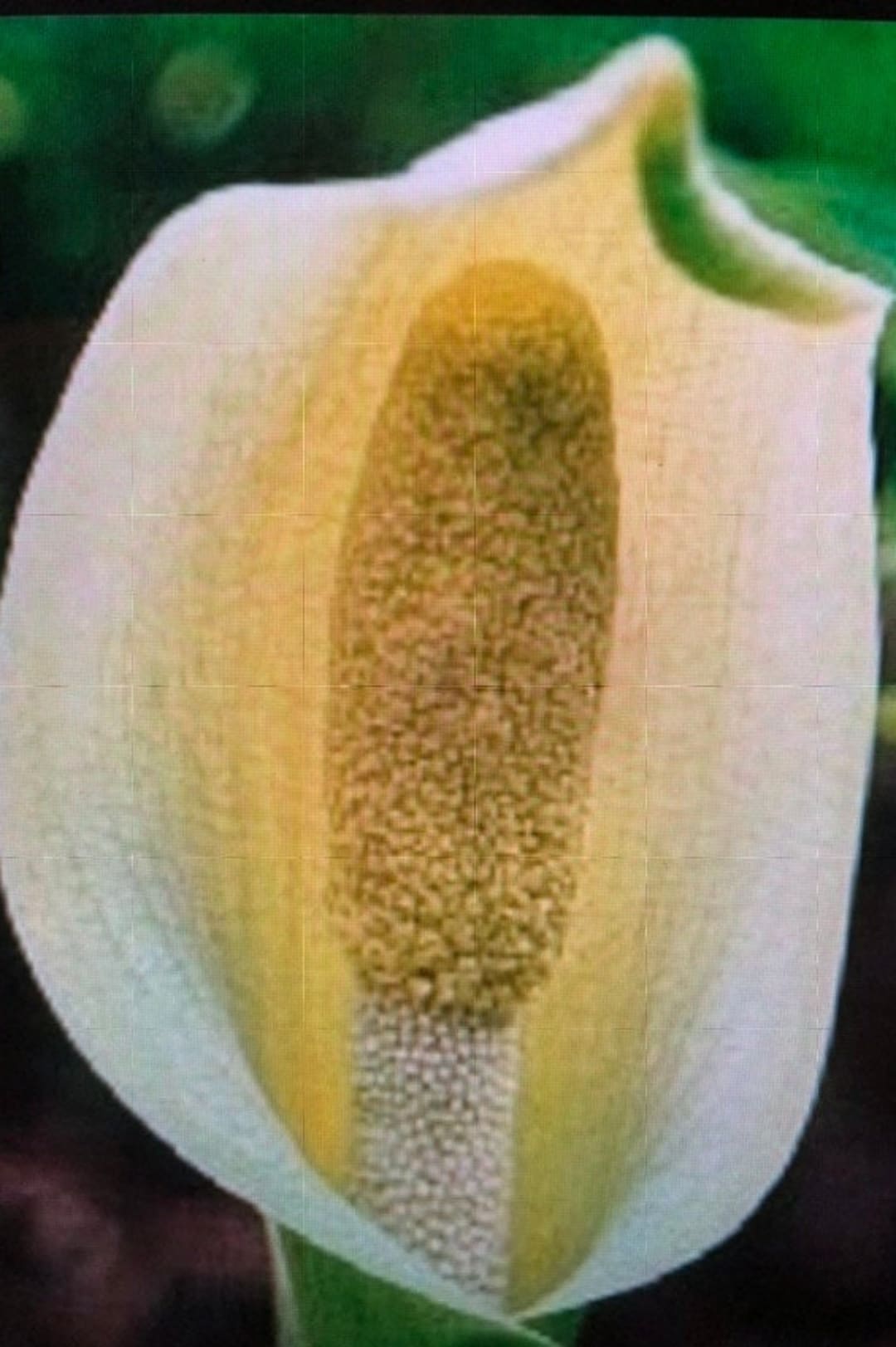 2 AMORPHOPHALLUS ALBUS Bulbs, Special Sale! 2 Weeks Only. Dwarf White ...