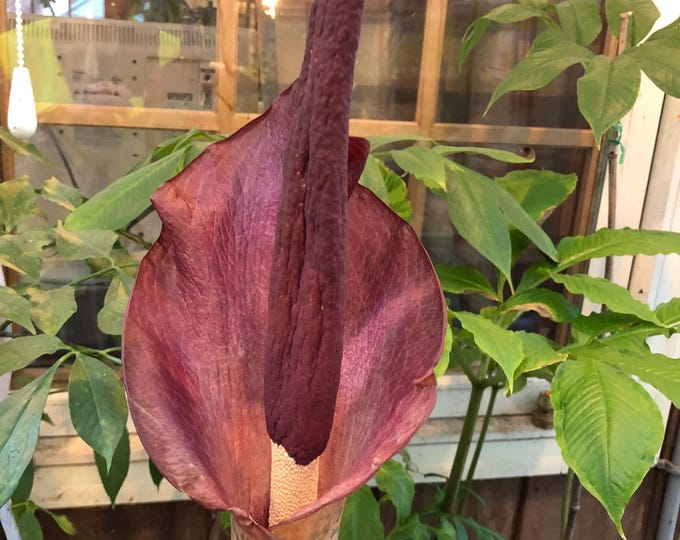 AMORPHOPHALLUS RIVIERI KONJAC, Medium Size Bulbs up to 8 Oz. and 3 1/4 ...