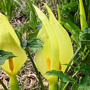 20 ARUM ITALICUM -fresh Seed (italian Arum, Lords and Ladies ...