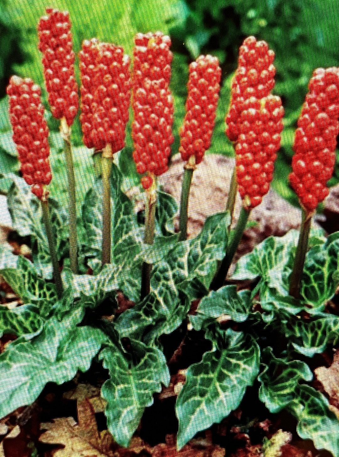 20 ARUM ITALICUM -fresh Seed (italian Arum, Lords and Ladies ... 20 ARUM ITALICUM -fresh Seed (italian Arum, Lords and Ladies ...