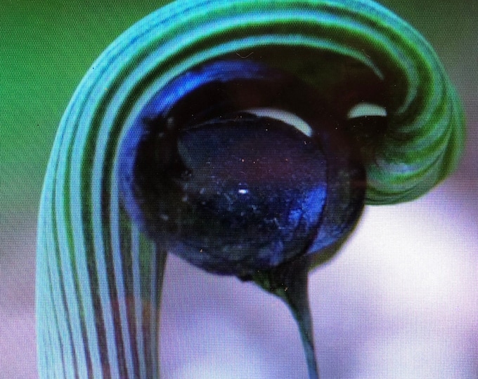 ARISAEMA RINGENS Japanese Cobra Lily 1/32 Oz. to 1/4 Oz. Bulbs - Etsy