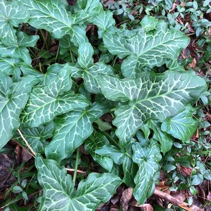 20 ARUM ITALICUM -fresh Seed (italian Arum, Lords and Ladies ...