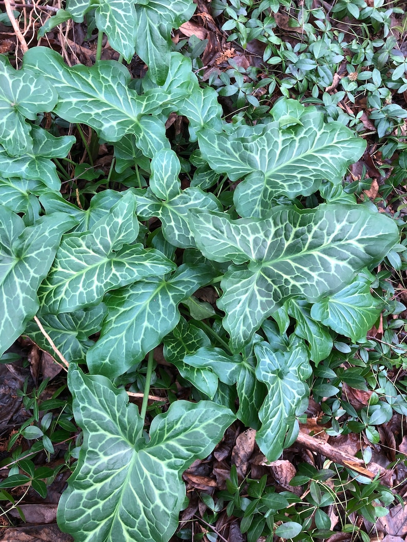 20 ARUM ITALICUM -fresh Seed (italian Arum, Lords and Ladies ...