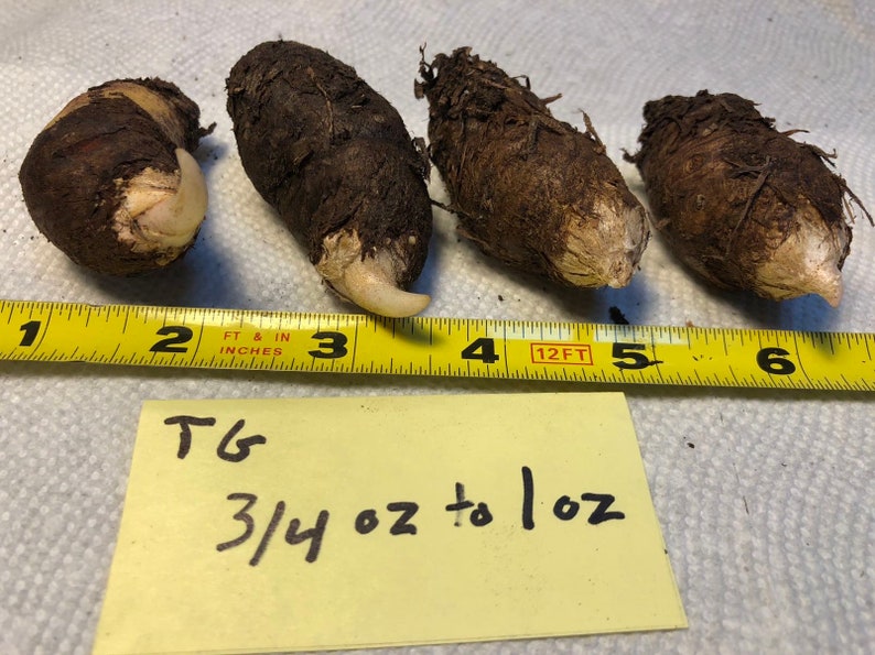 TYPHONIUM SAUROMATUM GIGANTEUM giant Voodoo Lily Bulbs - Etsy