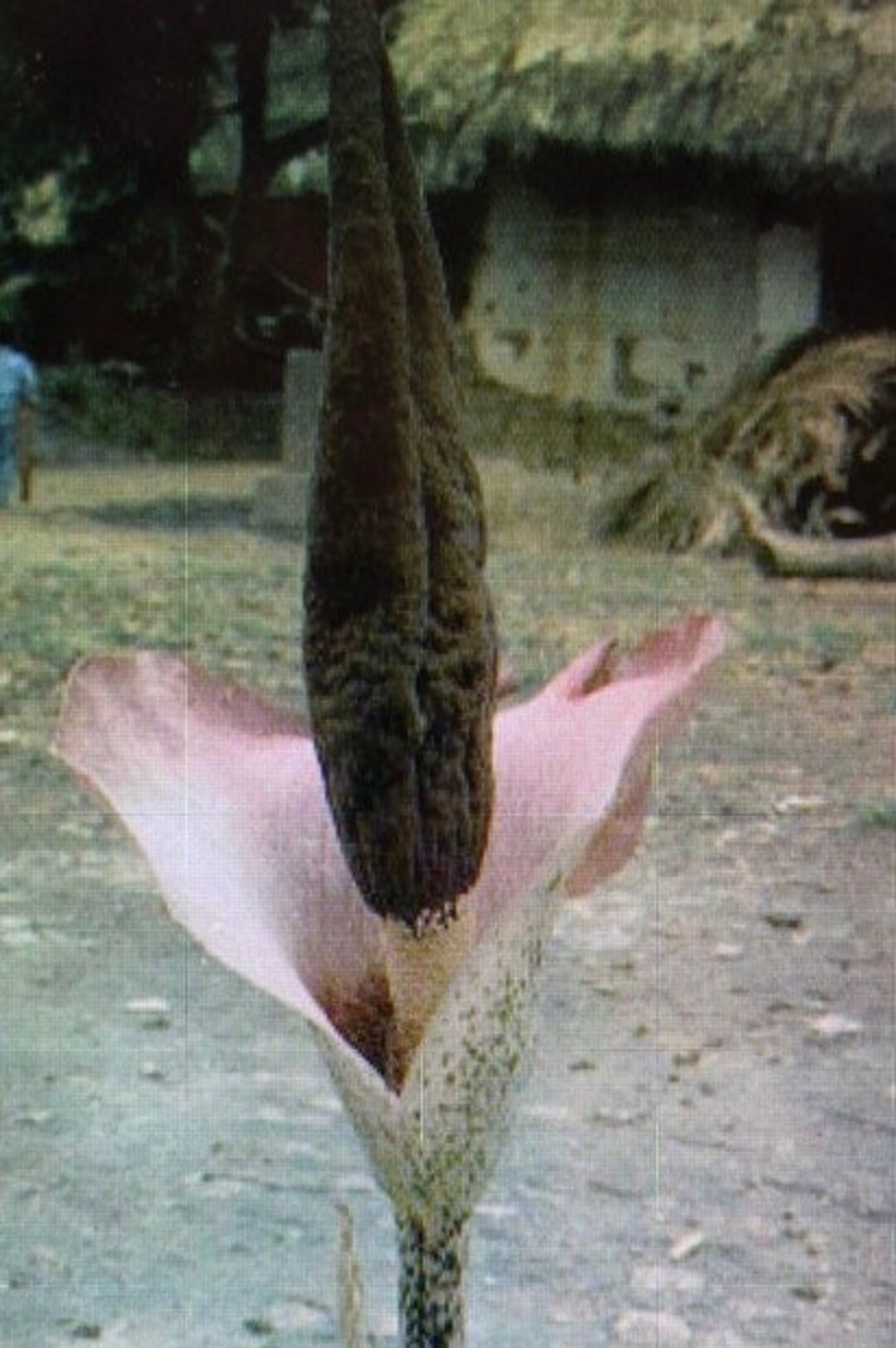 DWARF AMORPHOPHALLUS NANUS rare Dwarf Voodoo Lily 1 Small Bulb, 1 1/4 ...