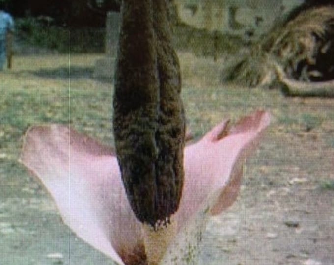 DWARF AMORPHOPHALLUS NANUS -rare Dwarf Voodoo Lily -1 Small Bulb, 1 1/4 ...