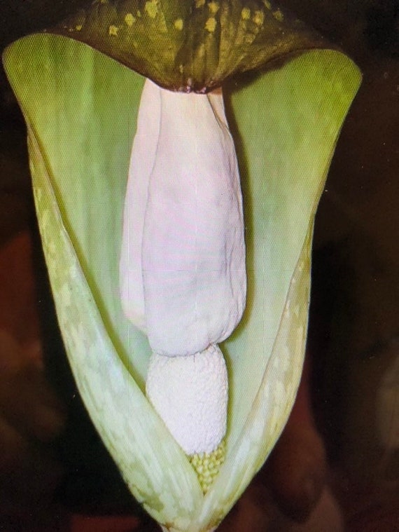 RARE AMORPHOPHALLUS THAIENSIS Voodoo Lily 1 Bulb 1/2 - Etsy Singapore