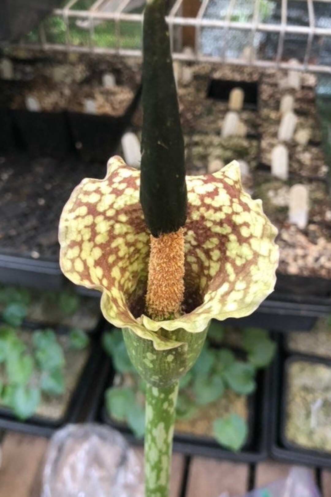 AMORPHOPHALLUS KIUSIANUS Kyushu Love Lily Bulb (voodoo Lily, Devil's ...