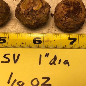 2 SAUROMATUM VENOSUM -voodoo Lily Tubers (arisaema, Arum Cornutum ...