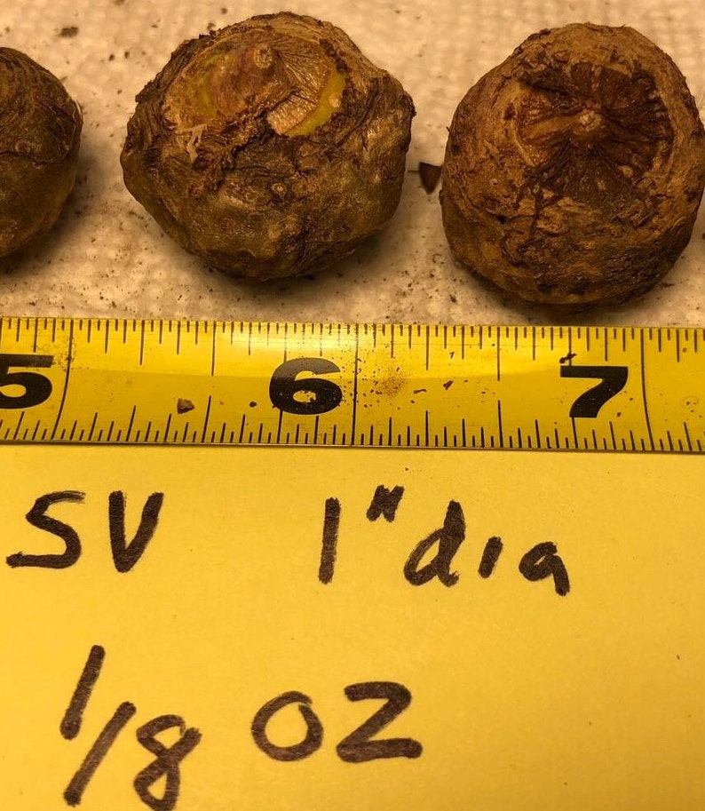 2 SAUROMATUM VENOSUM -small Voodoo Lily Tubers (arisaema, Arum Cornutum ...