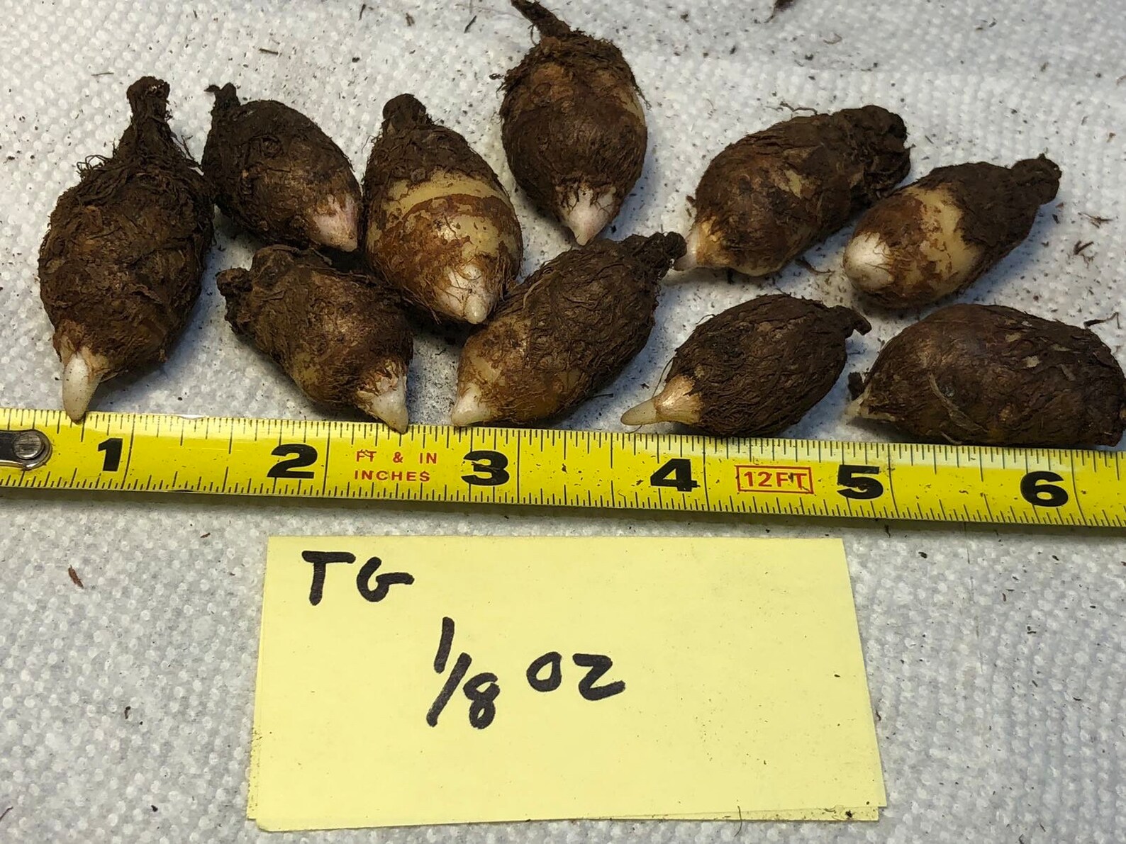 TYPHONIUM SAUROMATUM GIGANTEUM giant Voodoo Lily Bulbs - Etsy