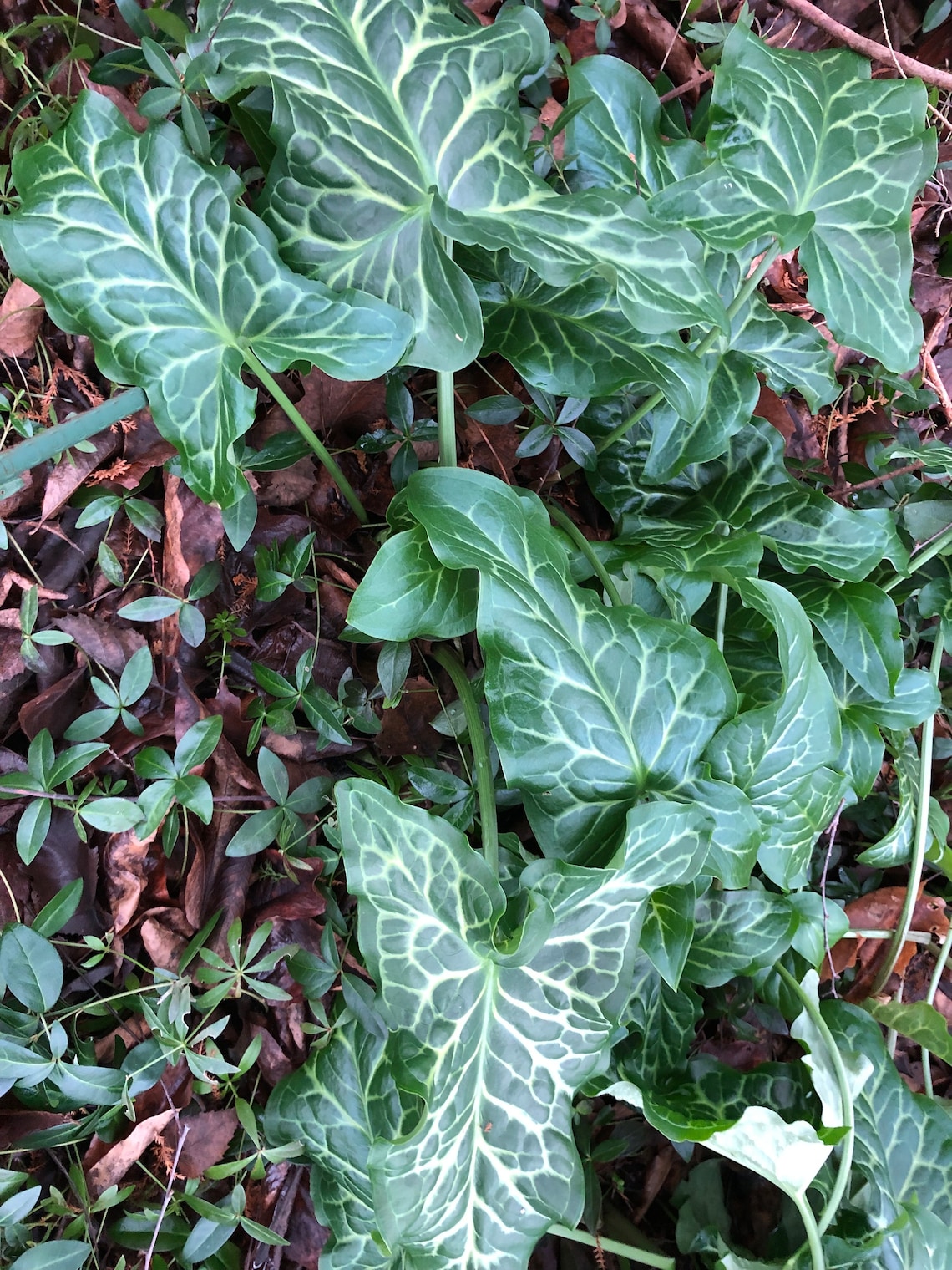 20 ARUM ITALICUM -fresh Seed (italian Arum, Lords and Ladies ...