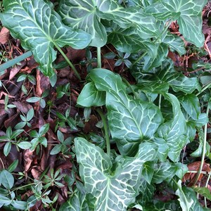 20 ARUM ITALICUM -fresh Seed (italian Arum, Lords and Ladies ...