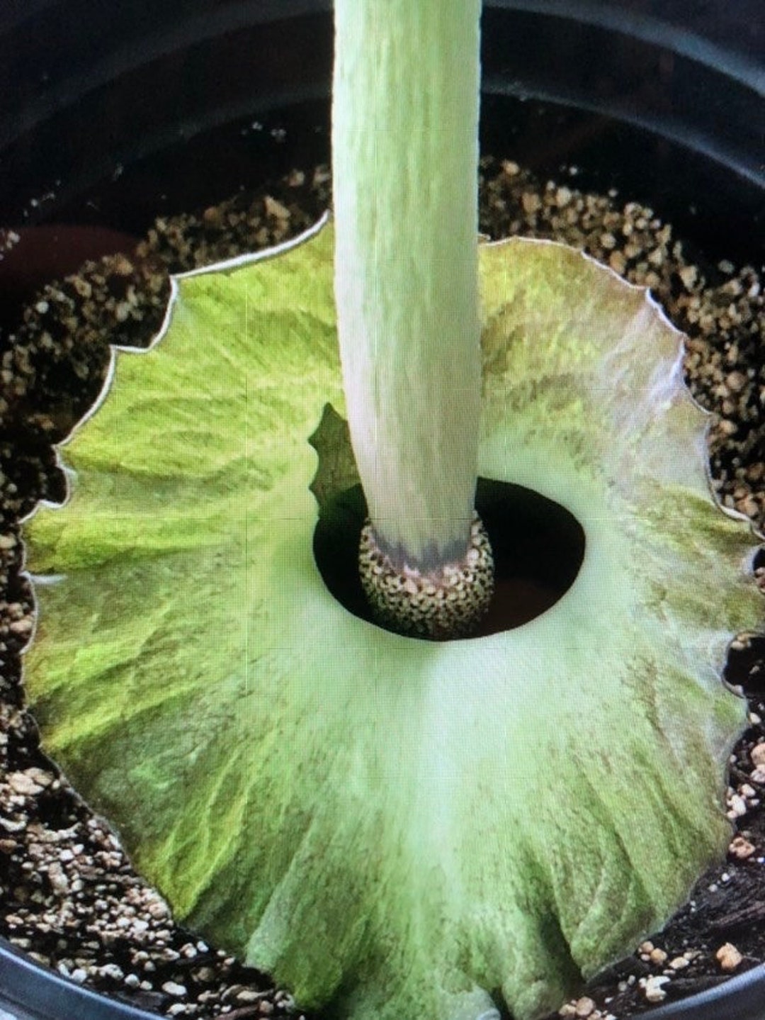 Rare AMORPHOPHALLUS LEWALLEI X IMPRESSUS Hybrid Voodoo Lily, Bulb, 1 5/ ...