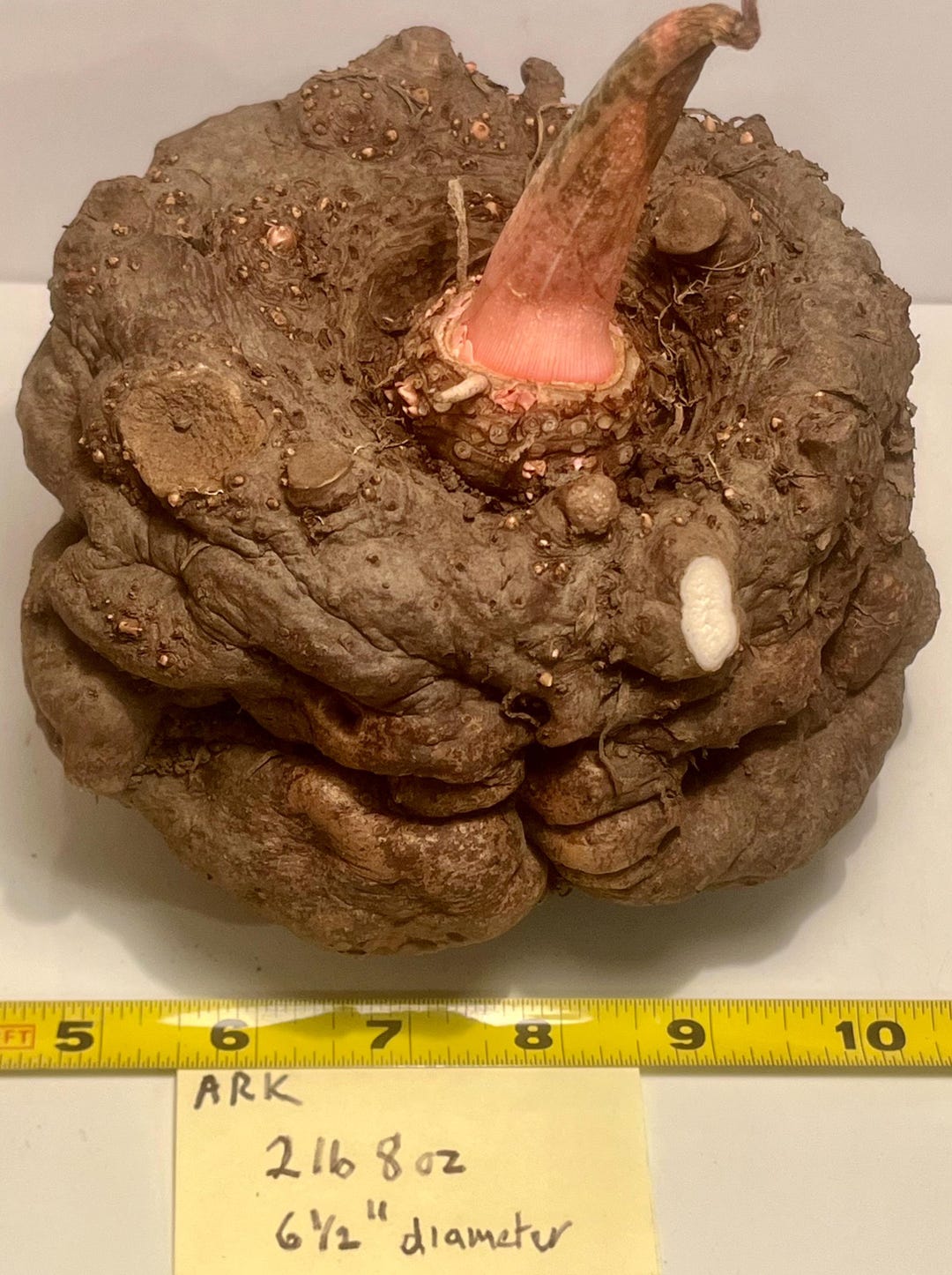 AMORPHOPHALLUS RIVIERI KONJAC, Special Sale! 2 Weeks Only -bulb (voodoo ...