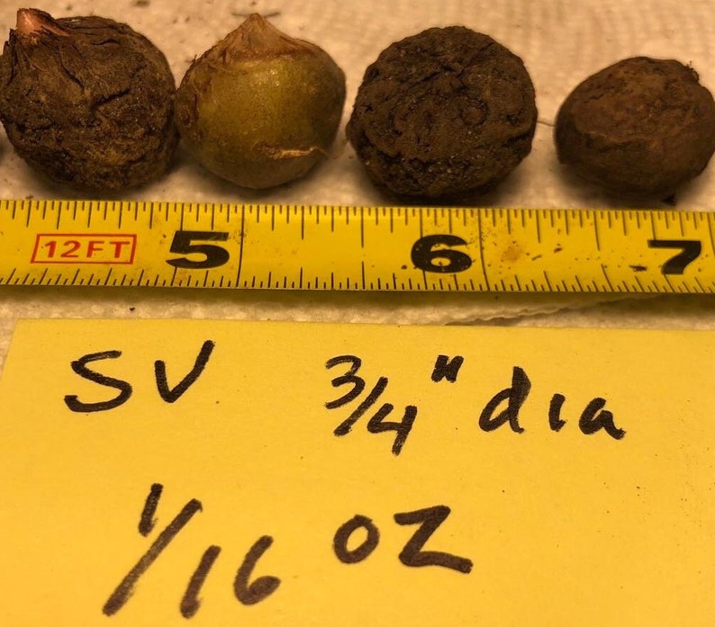 2 SAUROMATUM VENOSUM -small Voodoo Lily Tubers (arisaema, Arum Cornutum ...