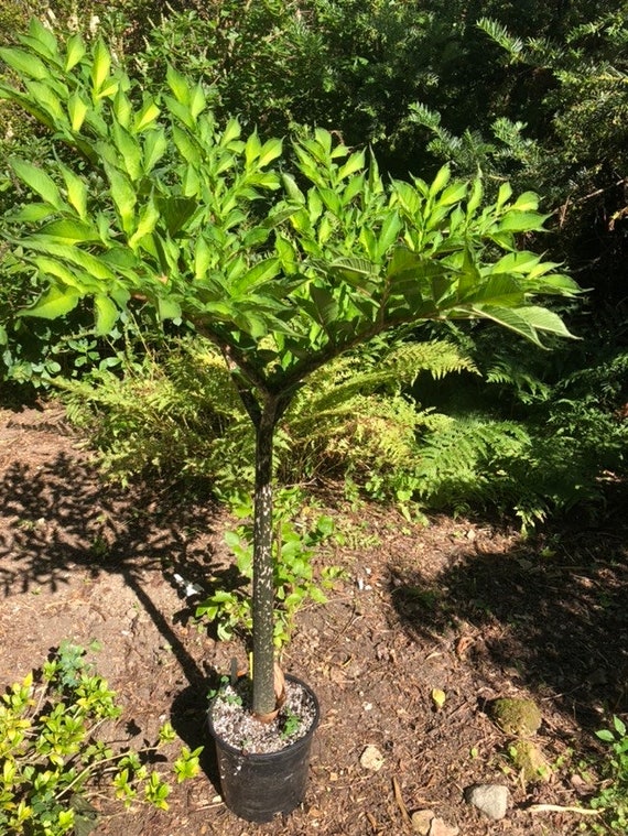 Amorphophallus Rivieri