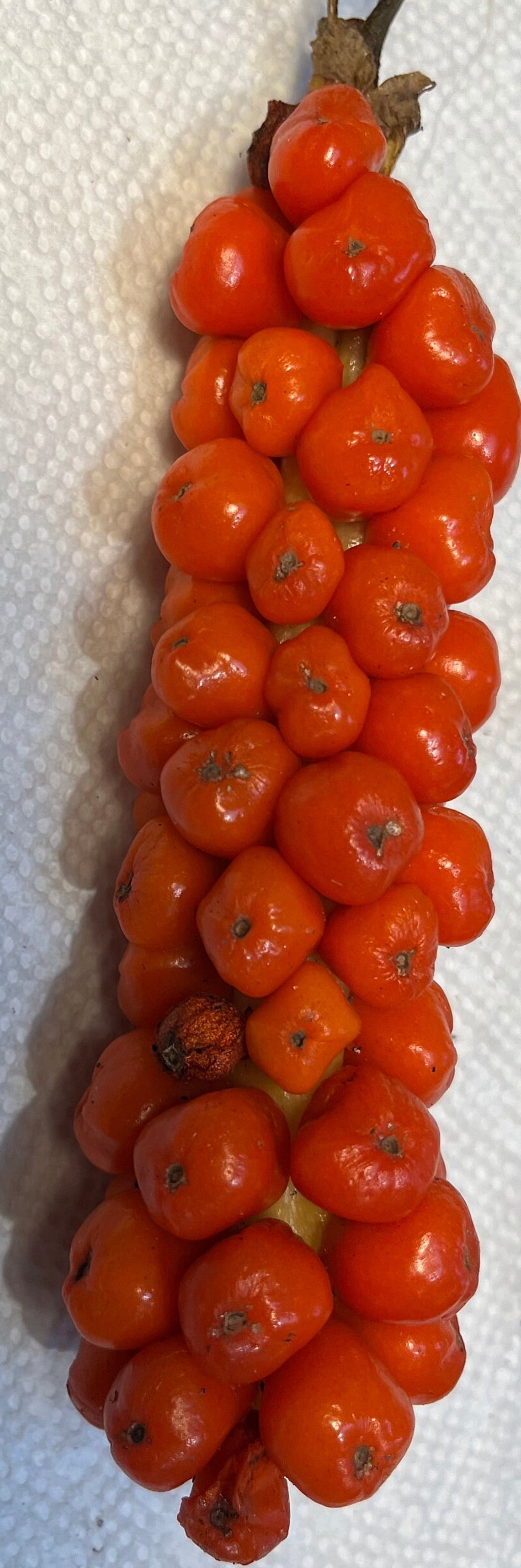 20 ARUM ITALICUM -fresh Seed (italian Arum, Lords and Ladies ...