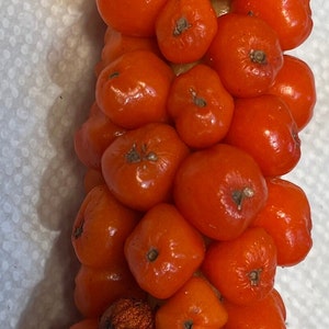 20 ARUM ITALICUM -fresh Seed (italian Arum, Lords and Ladies ...