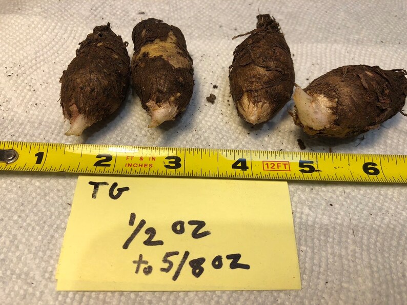 TYPHONIUM SAUROMATUM GIGANTEUM giant Voodoo Lily Bulbs - Etsy