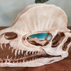 Dilophosaurus Replica Skull 3D Printed - Etsy