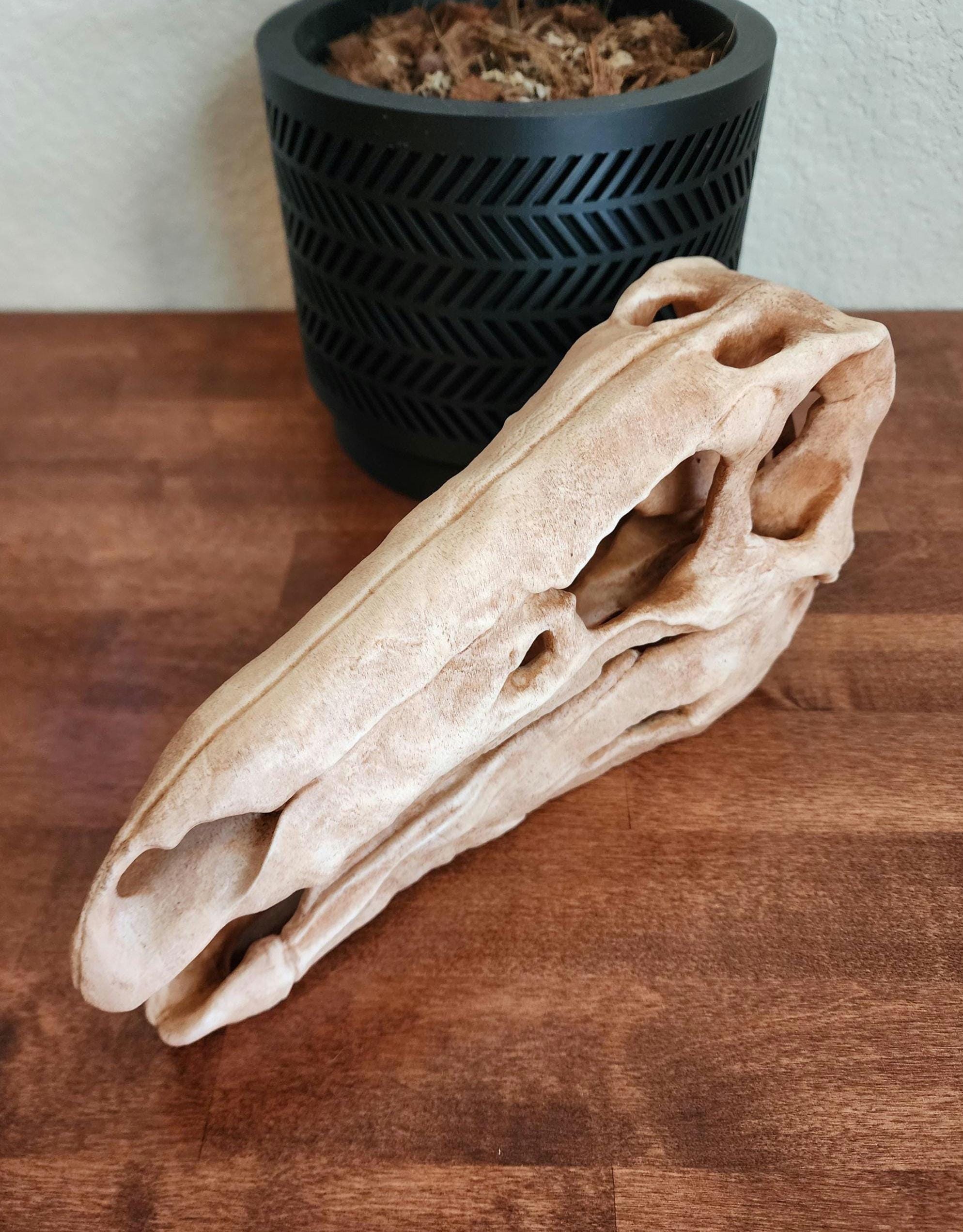 Stegosaurus Replica Skull 3D Printed - Etsy