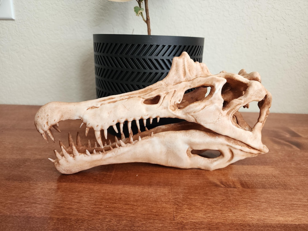 Spinosaurus Replica Skull 3D Printed - Etsy