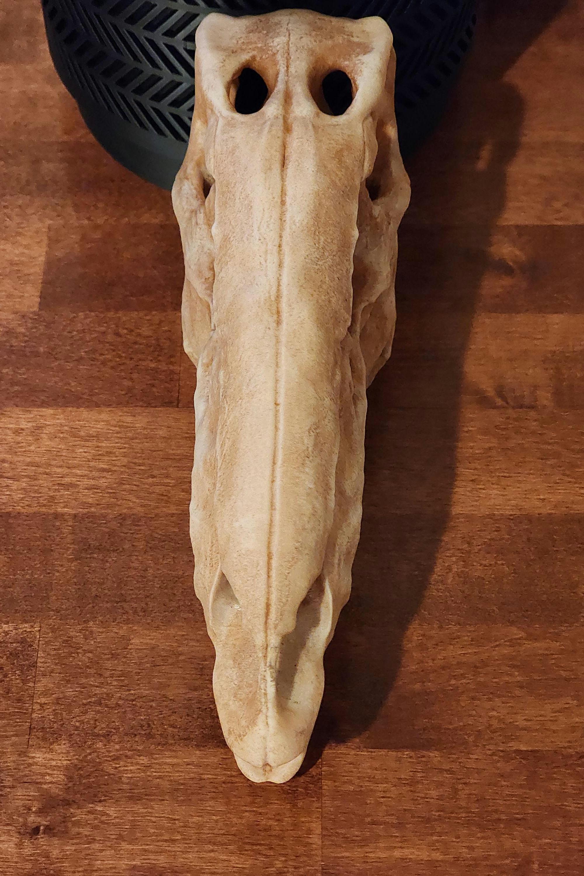 Stegosaurus Replica Skull 3D Printed - Etsy