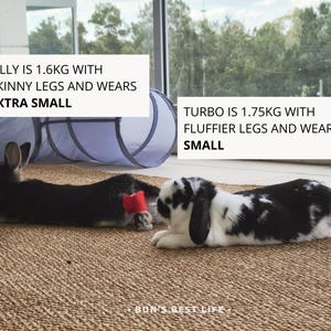 Bunny Hock Socks for Sore Hocks/pododermatitis/bumblefoot, Comfortable ...