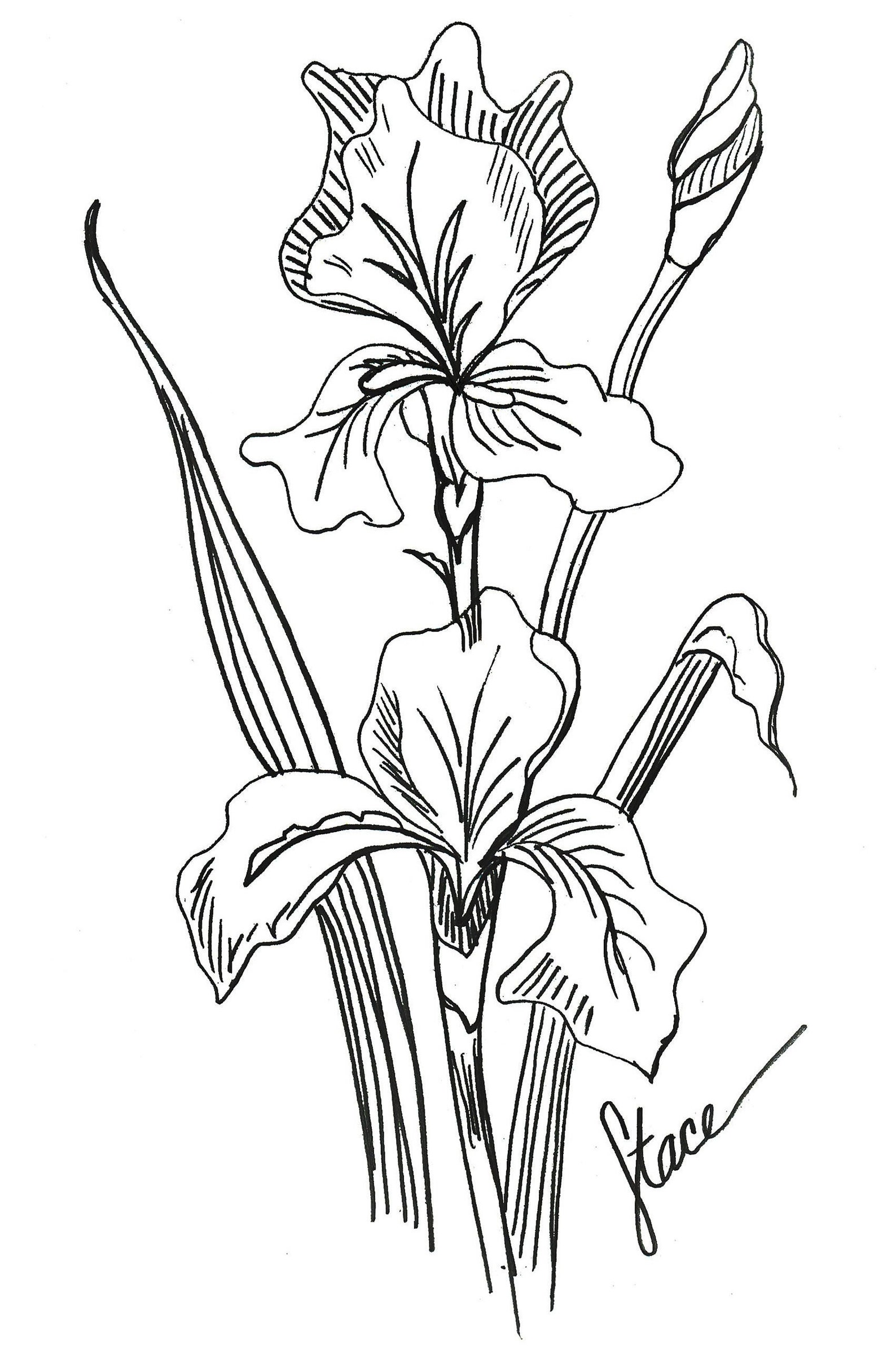 Iris Line Drawing - A Canvas Print - Etsy