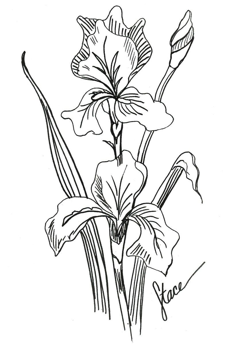 Iris Line Drawing - A Canvas Print - Etsy