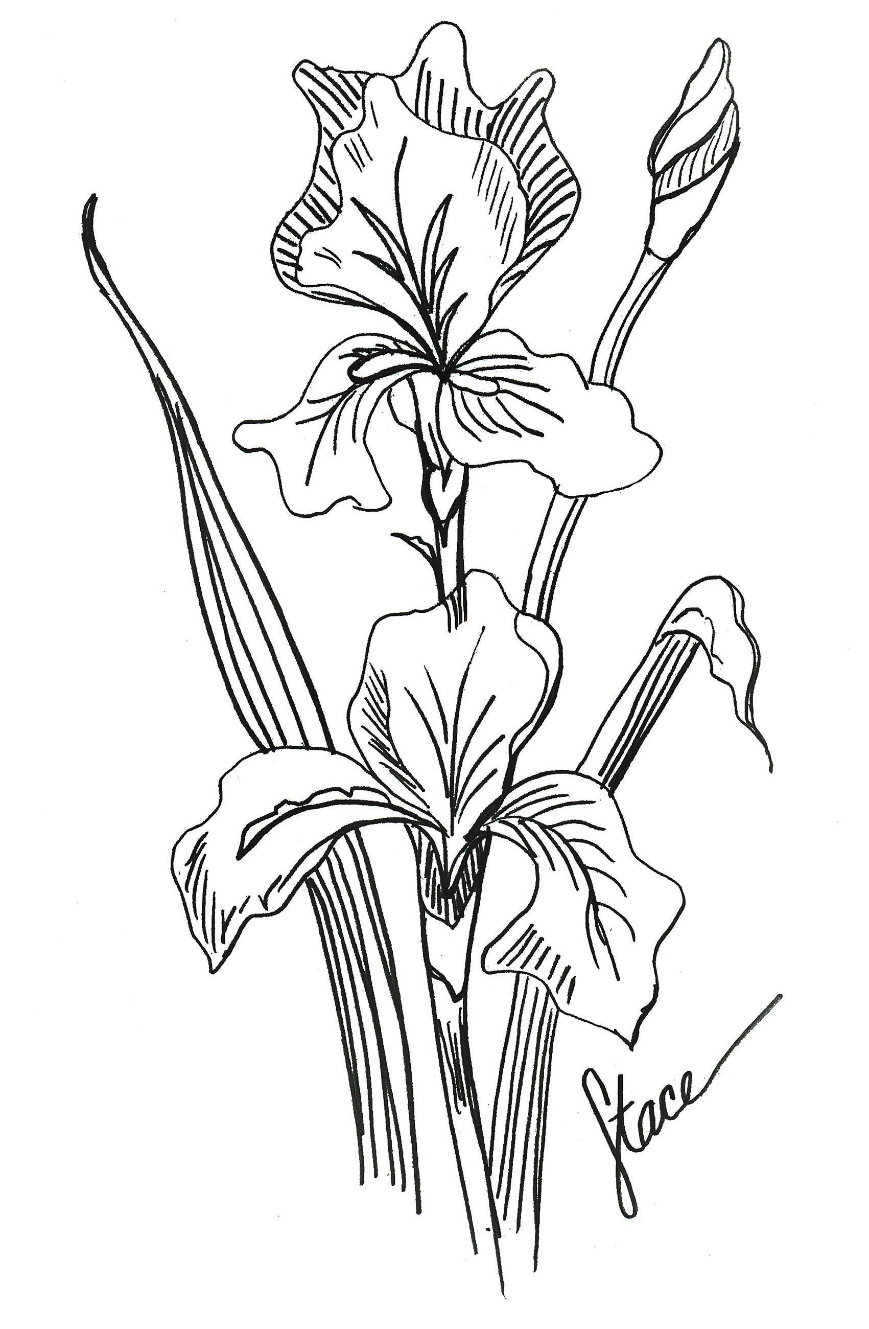 Iris Line Drawing - A Canvas Print - Etsy