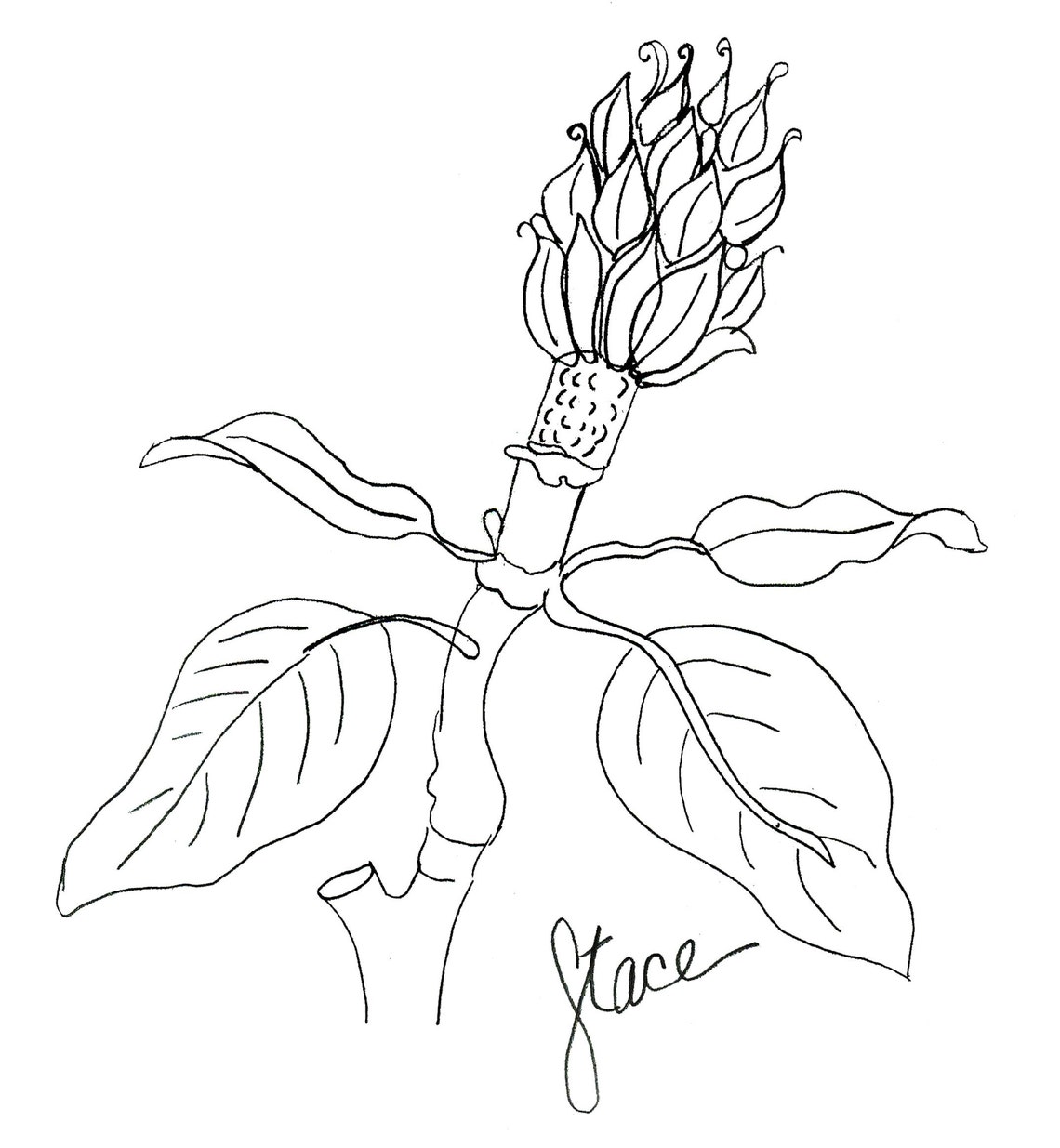 Magnolia Bud Line Drawing - A Paper Print - Etsy