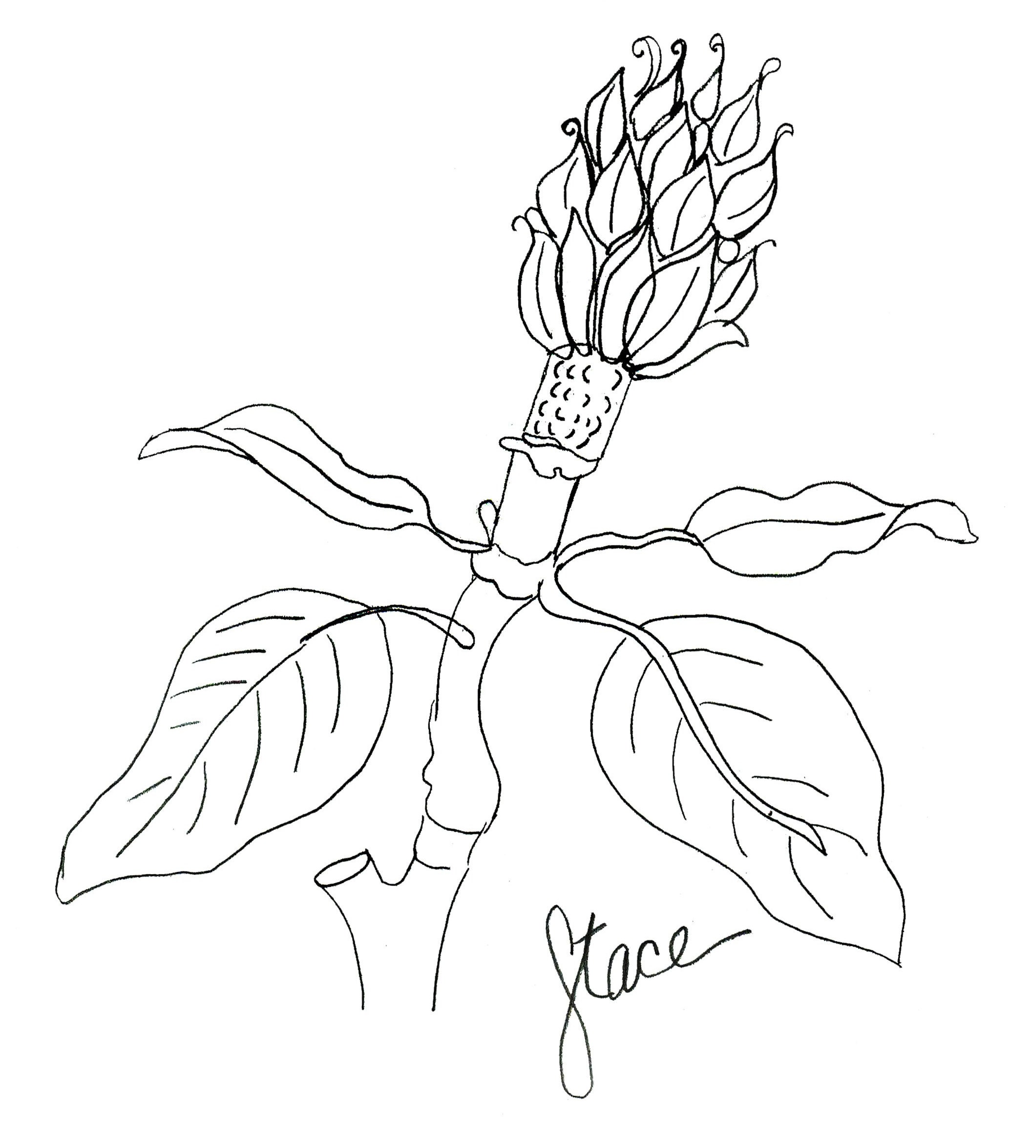 Magnolia Bud Line Drawing - A Canvas Print - Etsy