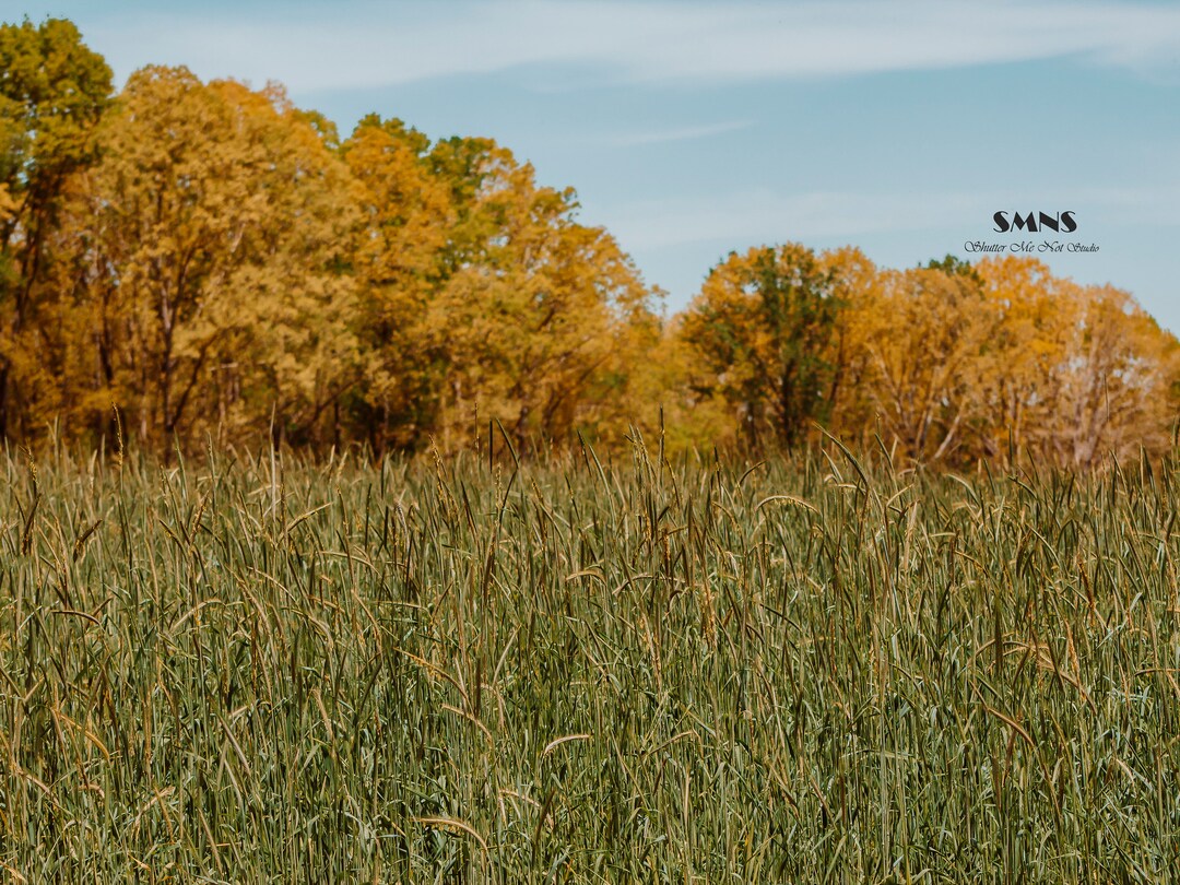 2 Field and Trees Digital Backgrounds Tall Grass Field Digital ...