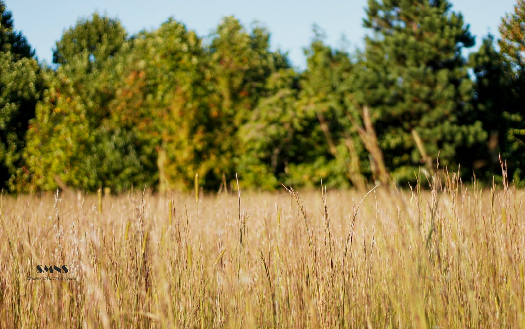 Fall Grass Field Digital Background - Etsy