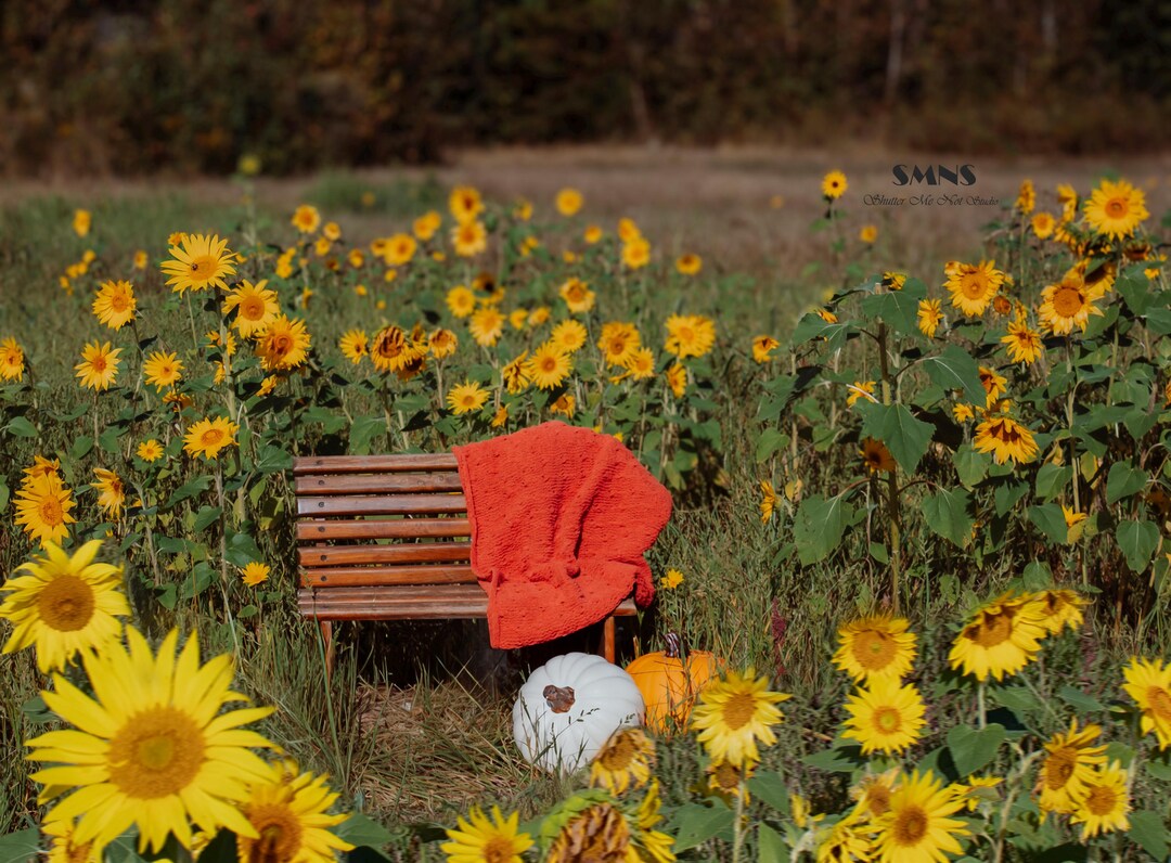 Sunflower Moments Background (digital Download) - Etsy