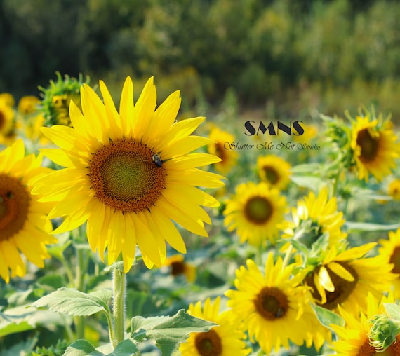 Sunflower Digital Background Digital Print Digital Download | Etsy