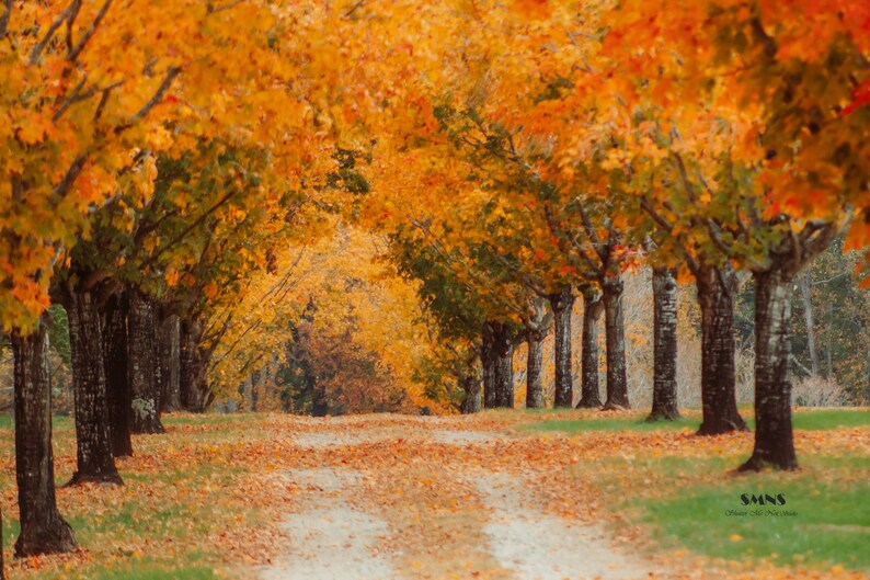 Fall Walk Through the Trees Digital Background Digital Print - Etsy