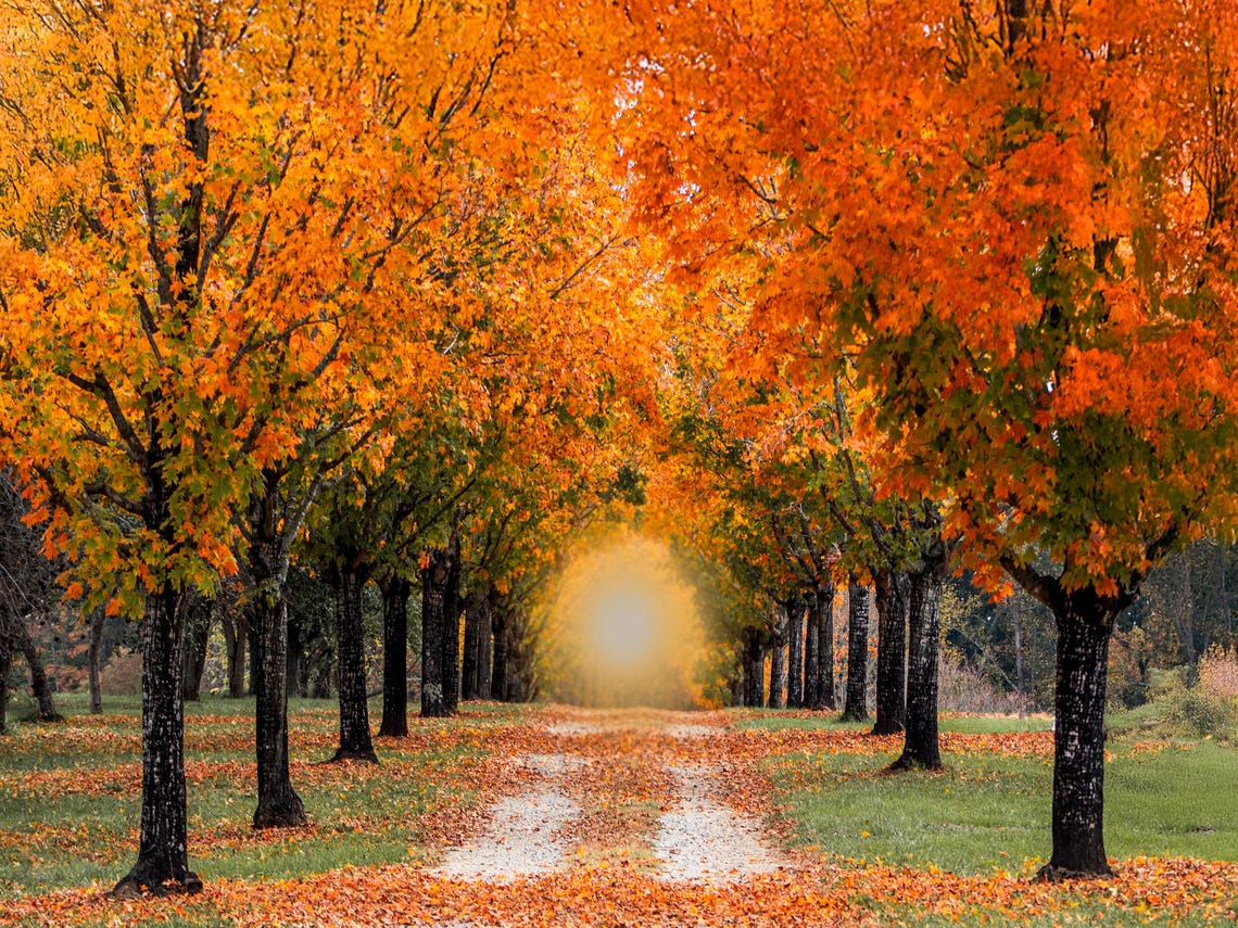 Autumn Splendor Digital Background Digital Print - Etsy